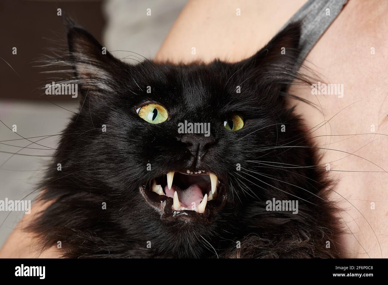 meowing black cat opened its mouth large Stock Photo - Alamy