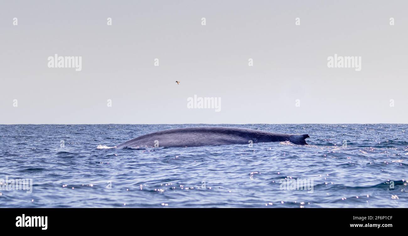 Blue whale on the surface of the water, breathing, Azores islands Stock ...