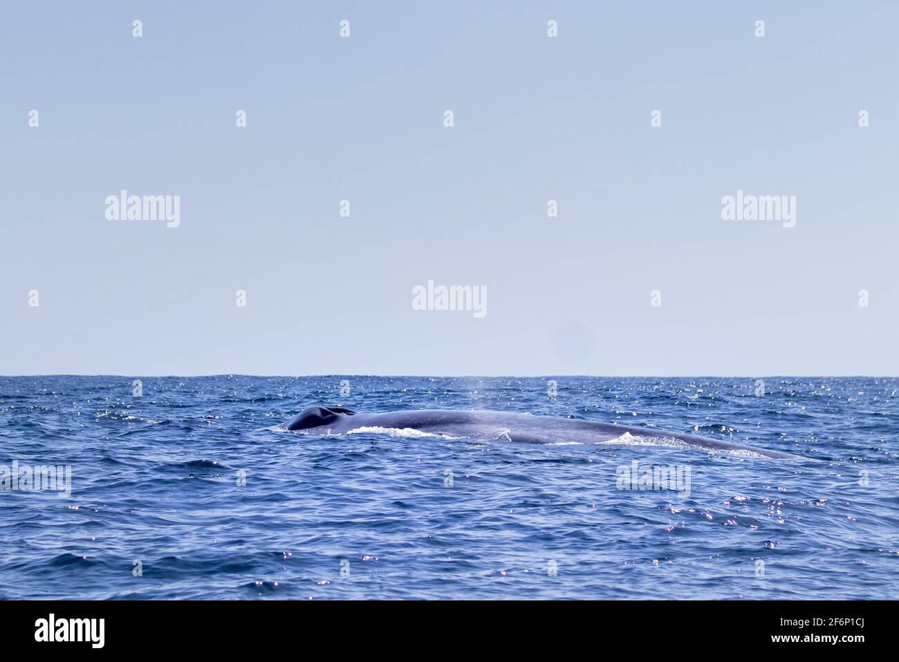 Blue whale on the surface of the water, breathing, Azores islands Stock ...