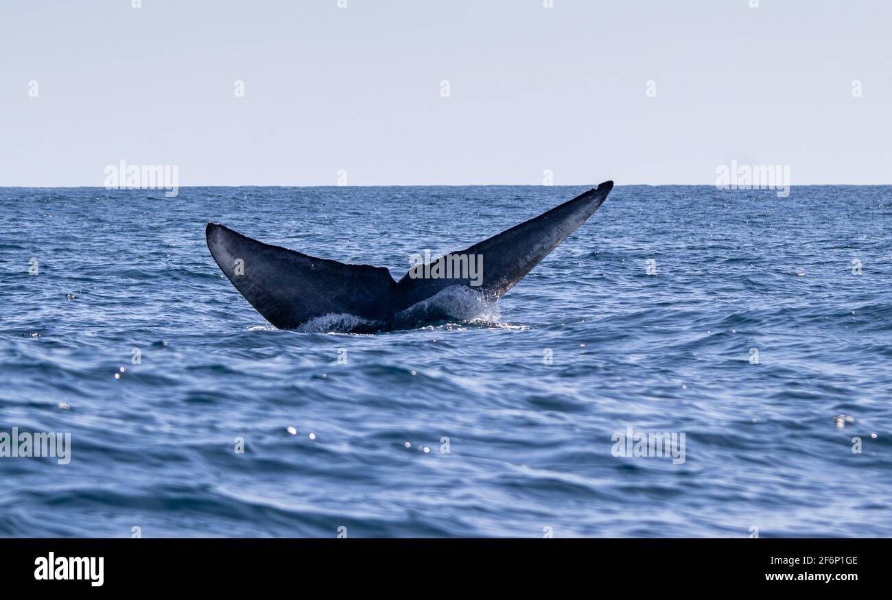 Blue whale on the surface of the water, showing the fluke, for a deep ...