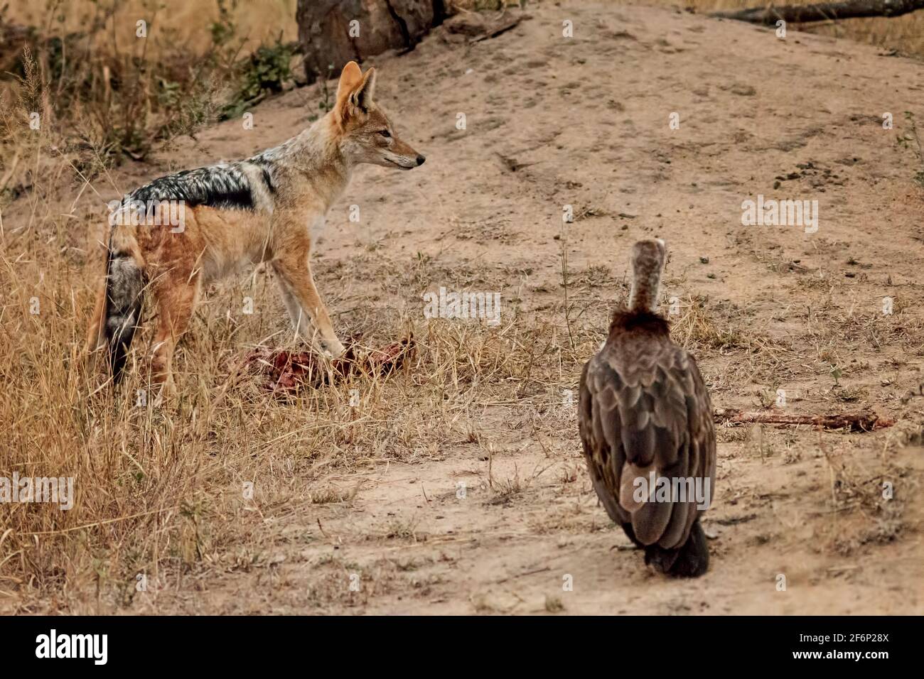 Jakkal hi-res stock photography and images - Alamy