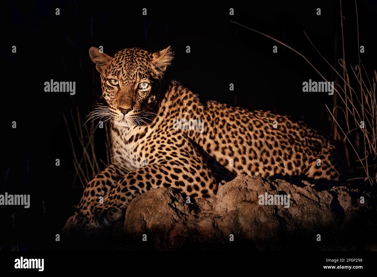 Leopard resting hi-res stock photography and images - Alamy