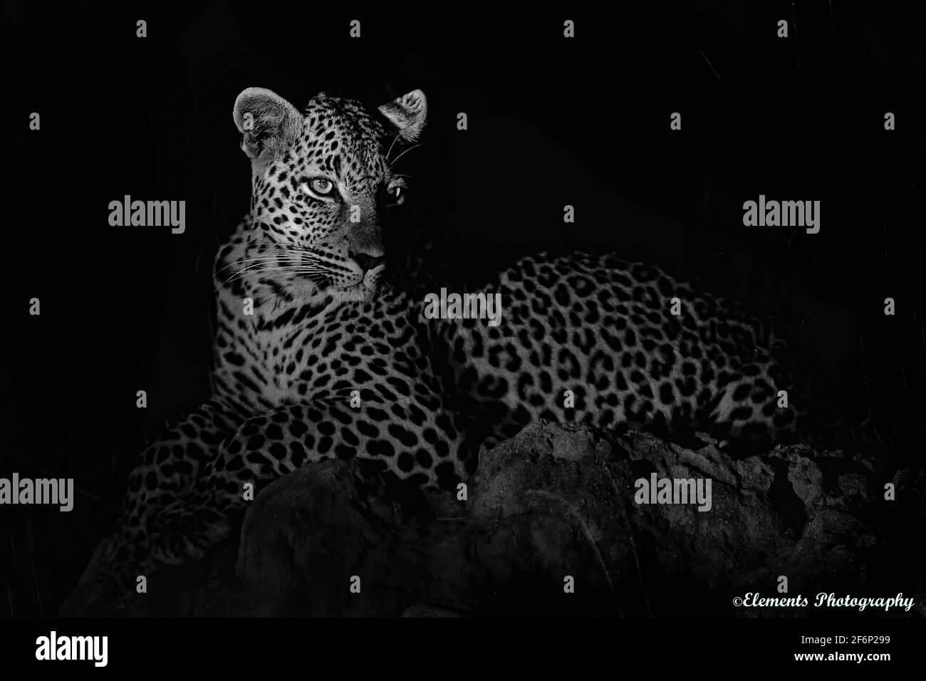 Leopard resting hi-res stock photography and images - Alamy