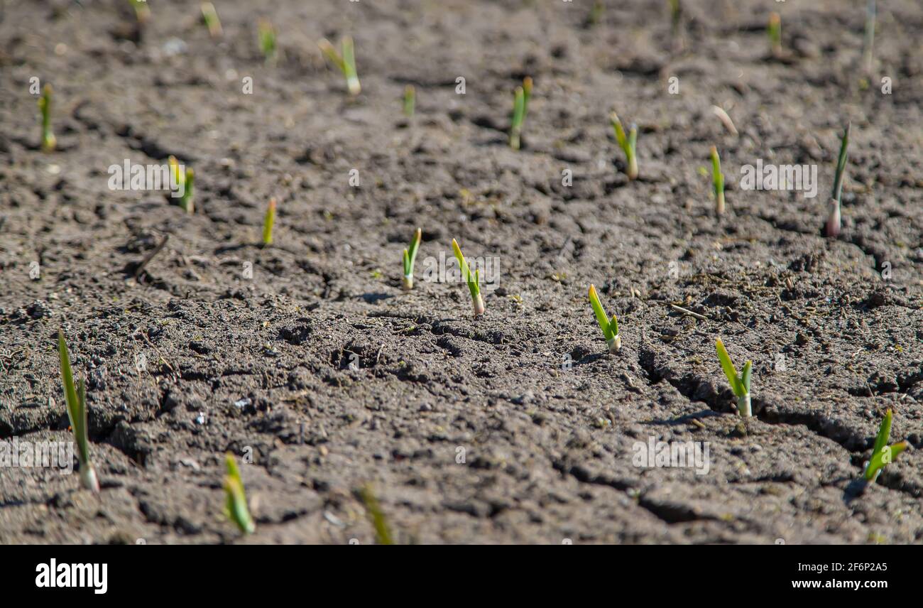 Parched land hi-res stock photography and images - Alamy