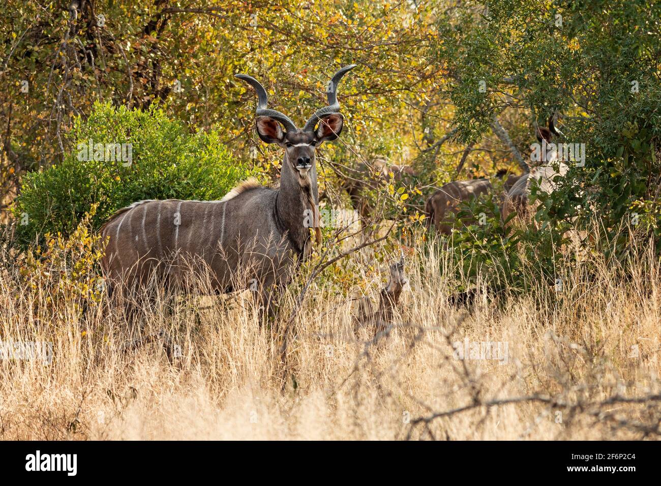 Majestic kudu hi-res stock photography and images - Alamy
