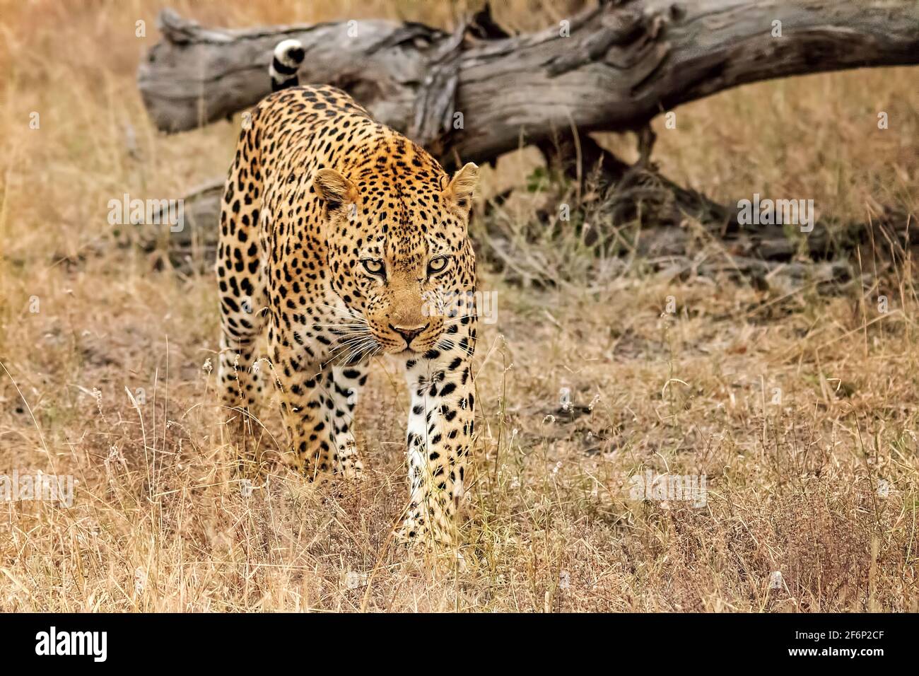 Walking leopard hi-res stock photography and images - Alamy