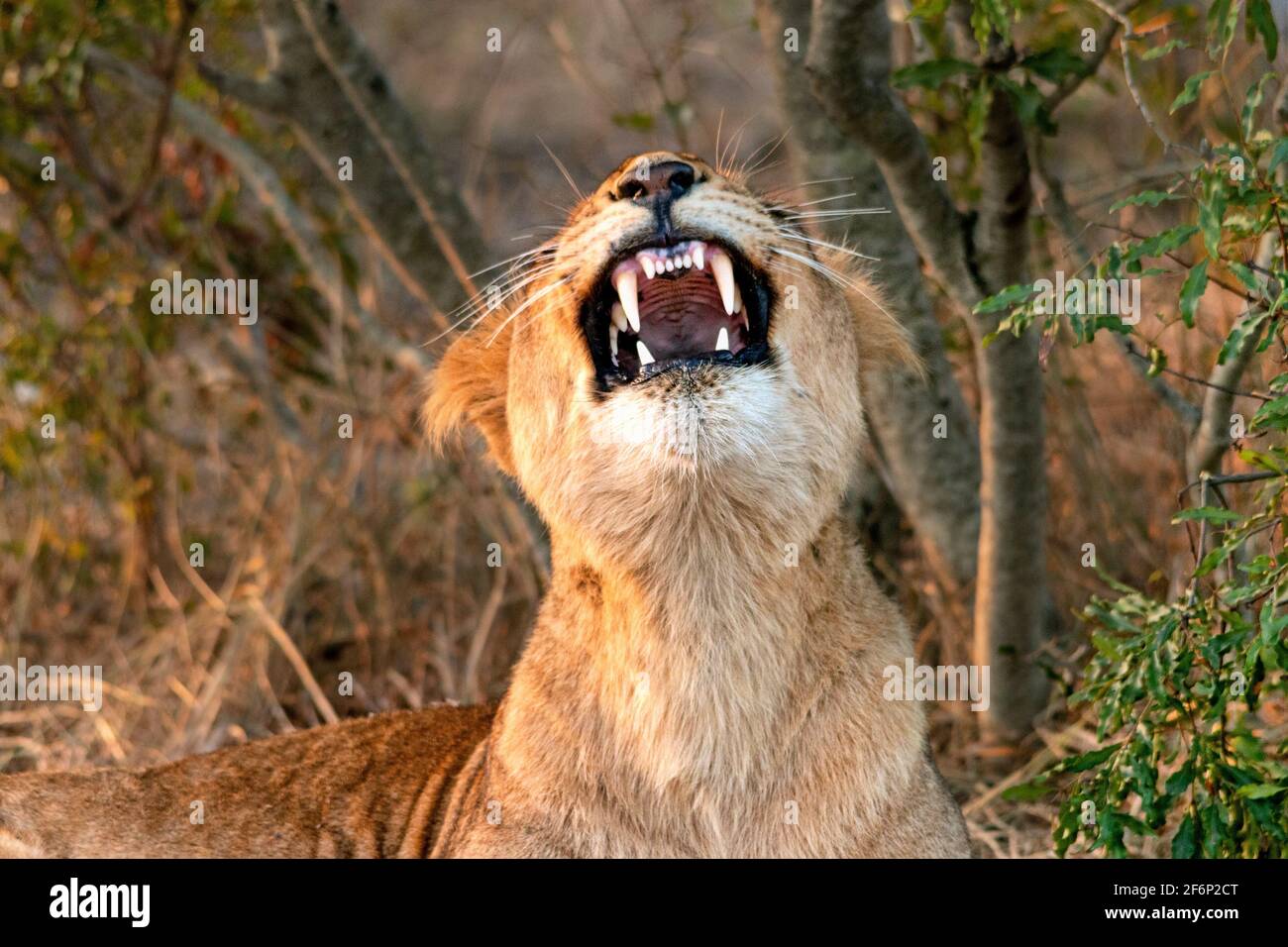 Lions teeth hi-res stock photography and images - Alamy