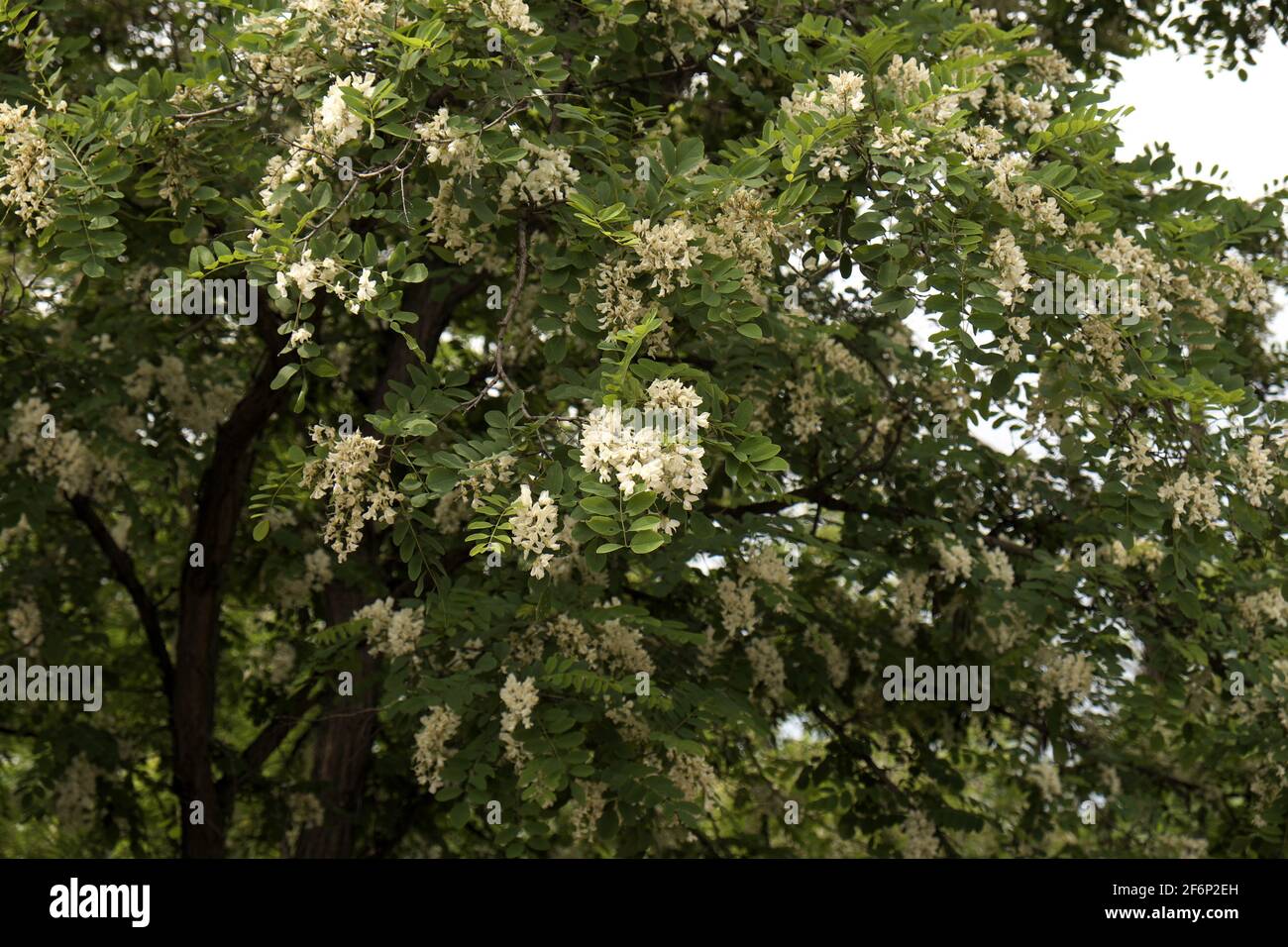 Ukraine flowers hi-res stock photography and images - Alamy