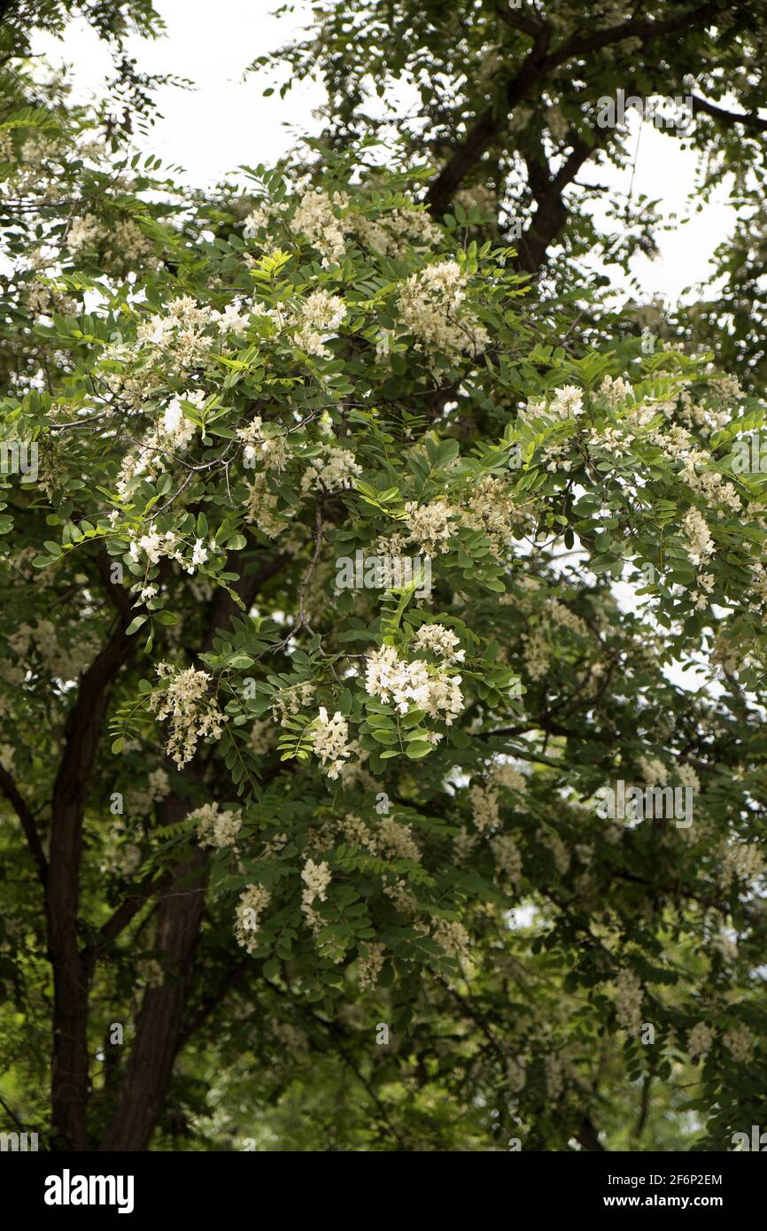 Acacia trees in bloom, Khortitsa Island, River Dnieper, Zaporozhye ...