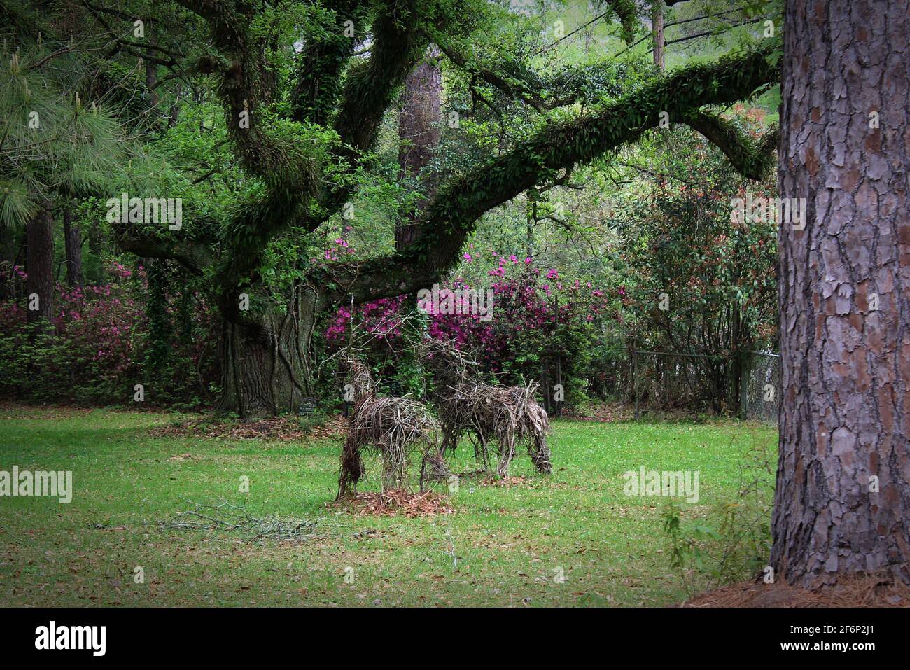 A pair of wicker reindeer are hanging out together by an old oak tree ...