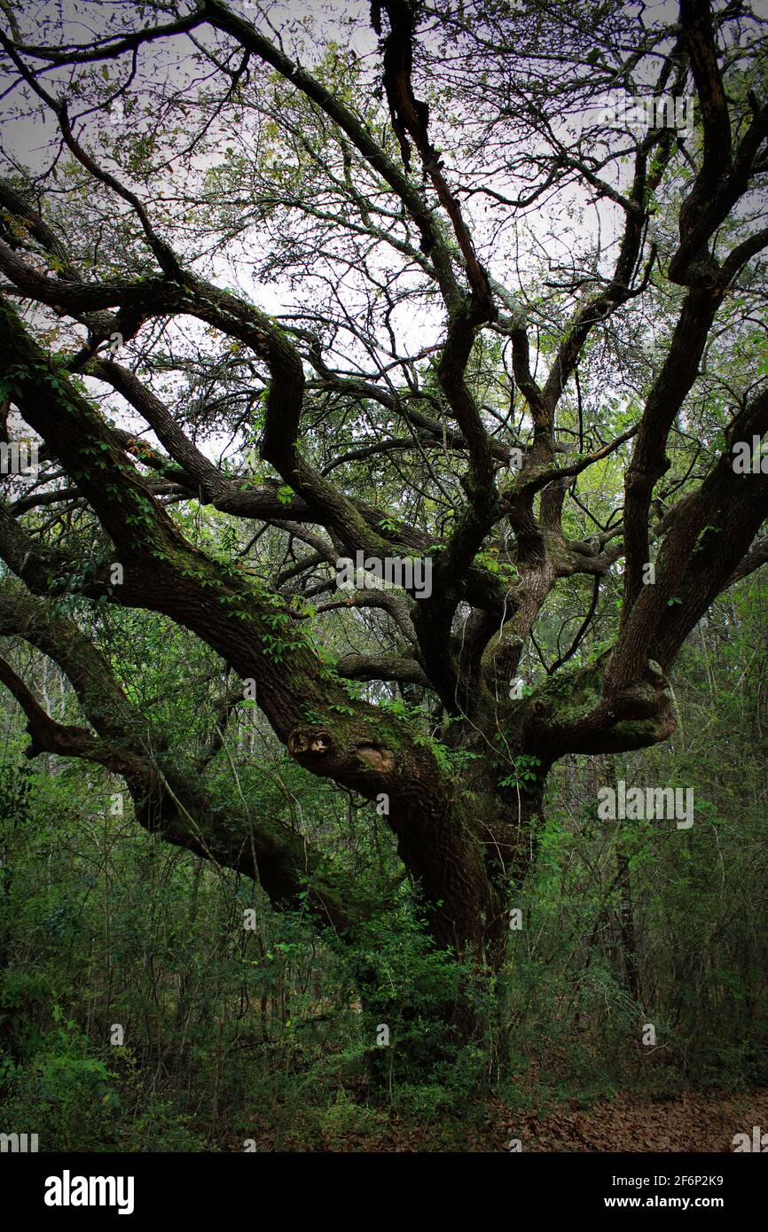 The branches of this old oak tree seem to be dancing up to the sky ...
