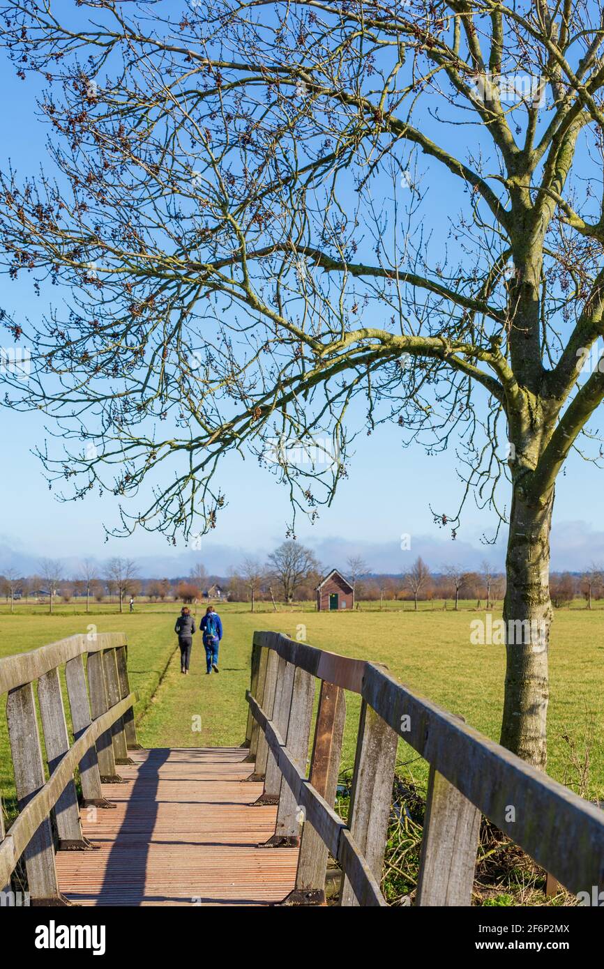 Rural Dutch scene with tree and bridge Stock Photo - Alamy