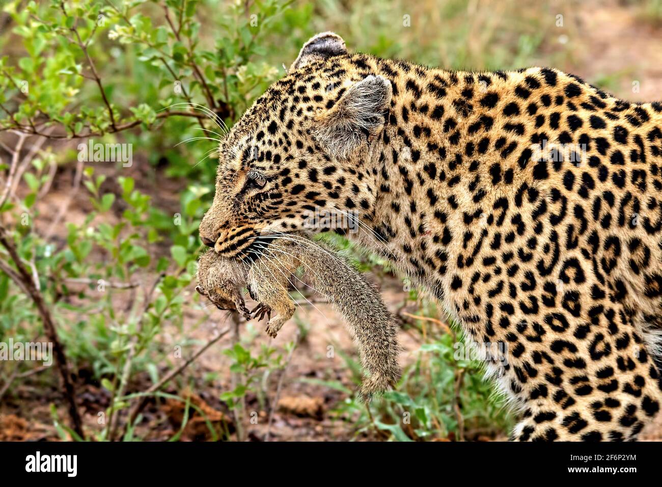 Leopard with Kill Stock Photo - Alamy