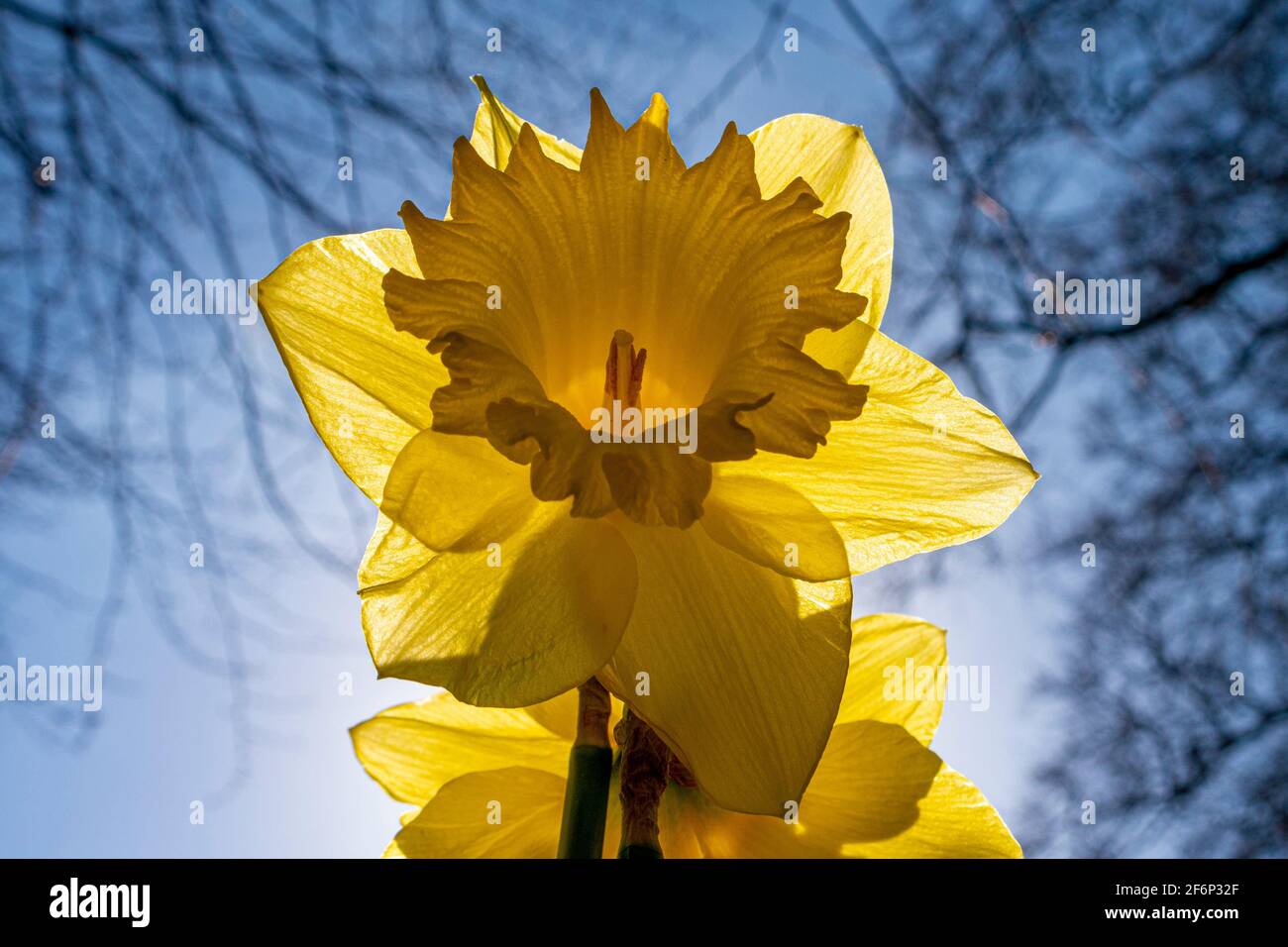 Backlit Daffodil flower head Stock Photo - Alamy