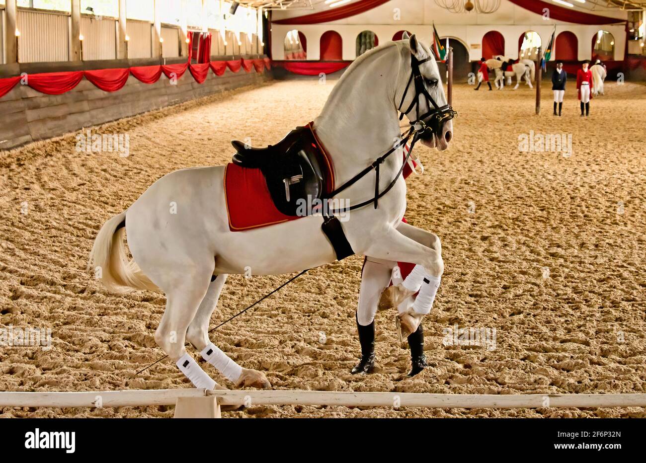 Dancing lippizaners hi-res stock photography and images - Alamy