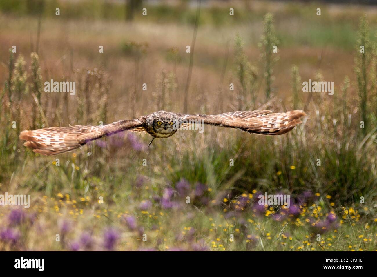 Owl in Flight Stock Photo - Alamy