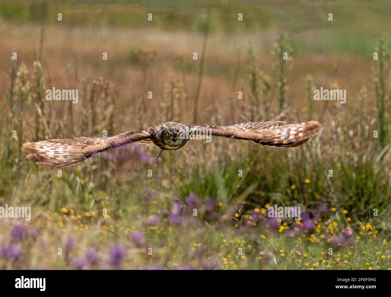 Owl in Flight Front view Stock Photo - Alamy