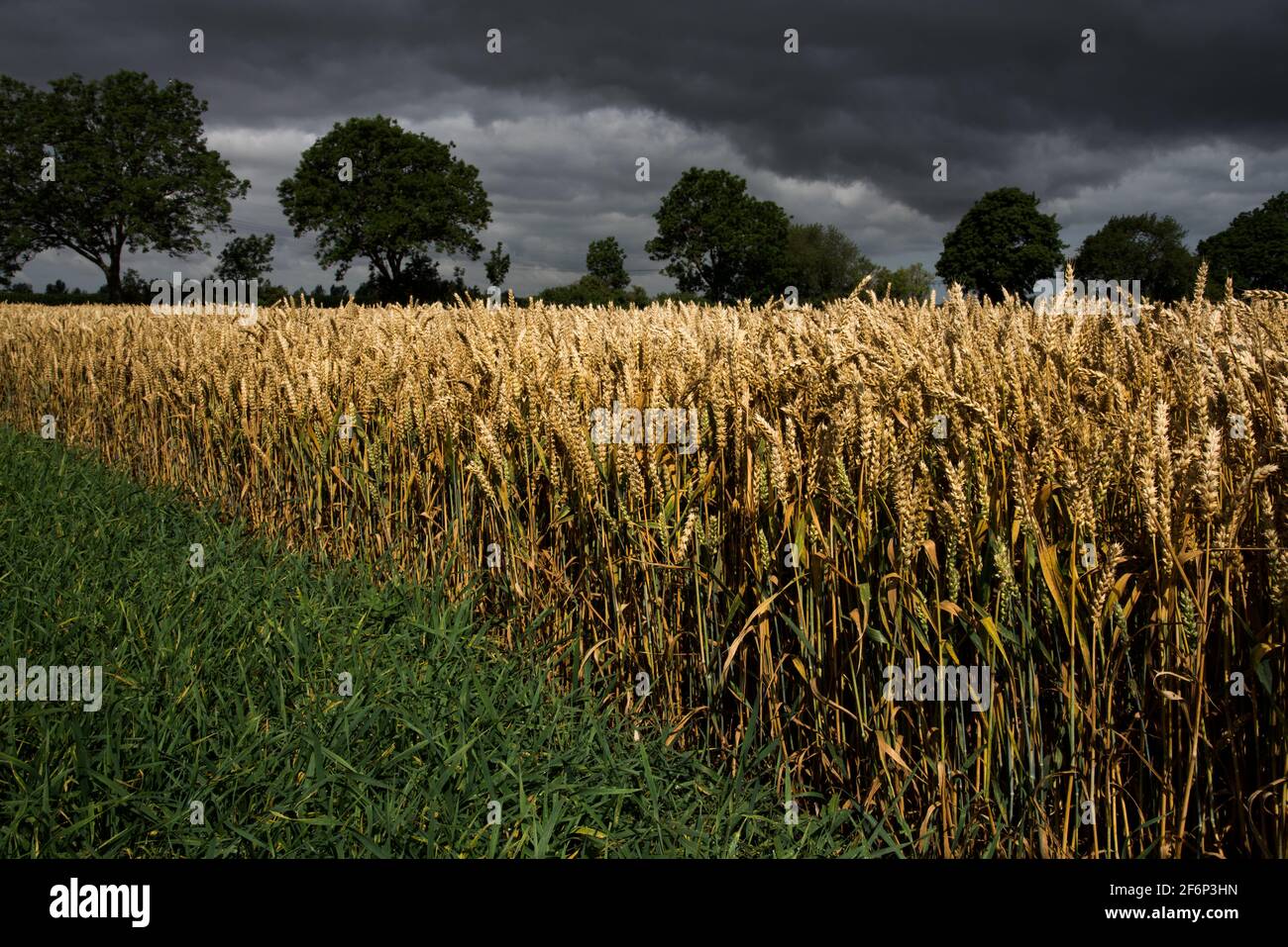 To establish a new wheat variety breeding facilites cultivate the best ...