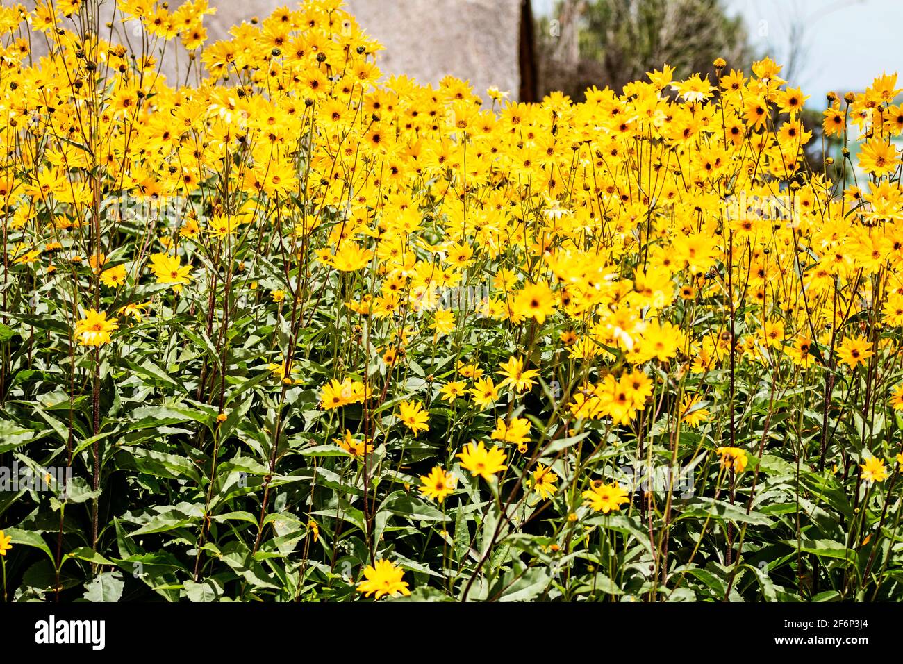 Splash of yellow hi-res stock photography and images - Alamy