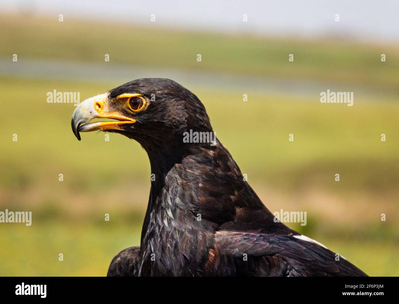 Verraeux eagle side view up close hi-res stock photography and images ...