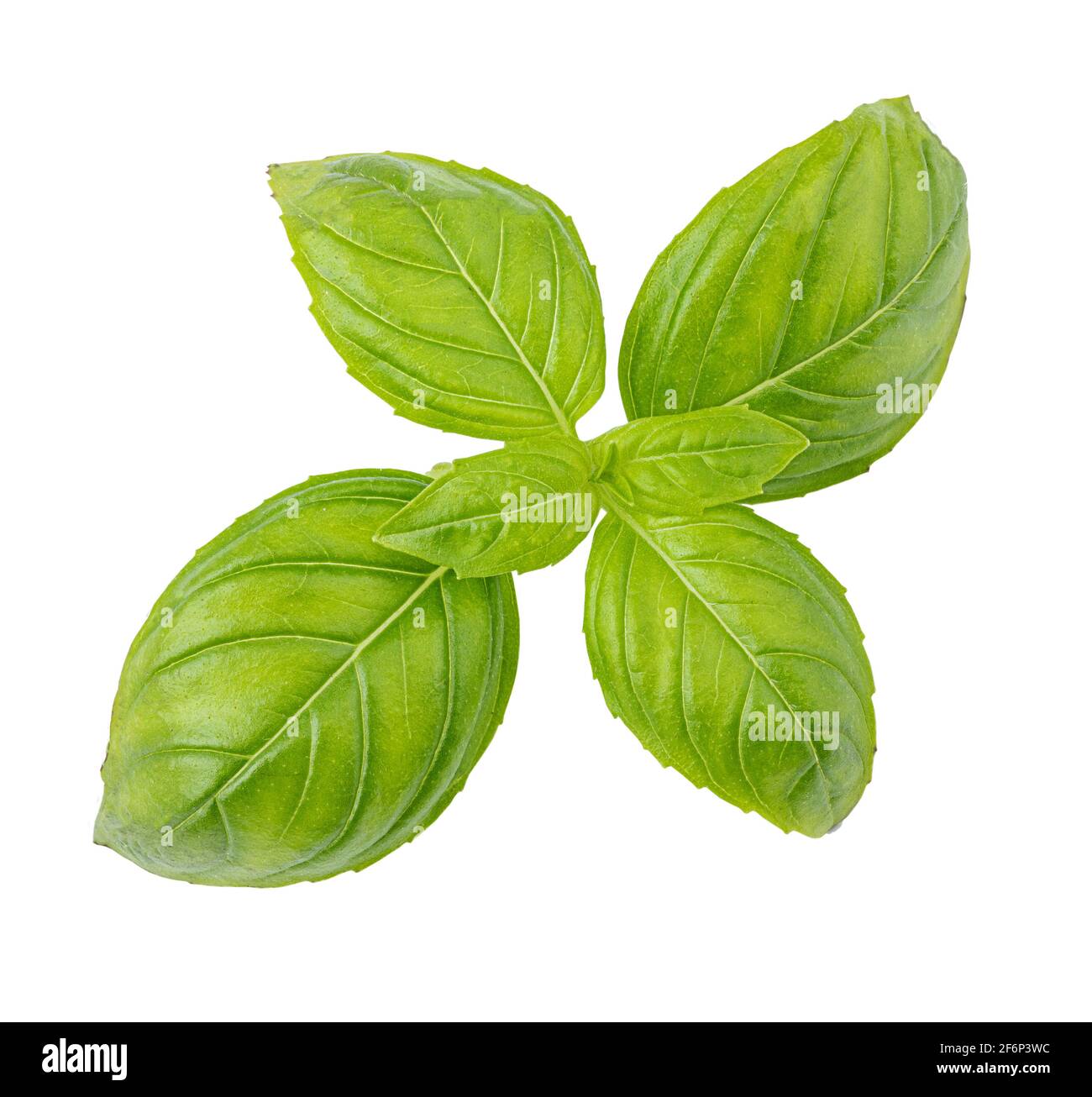 Fresh basil isolated on white background. Clipping path Stock Photo - Alamy