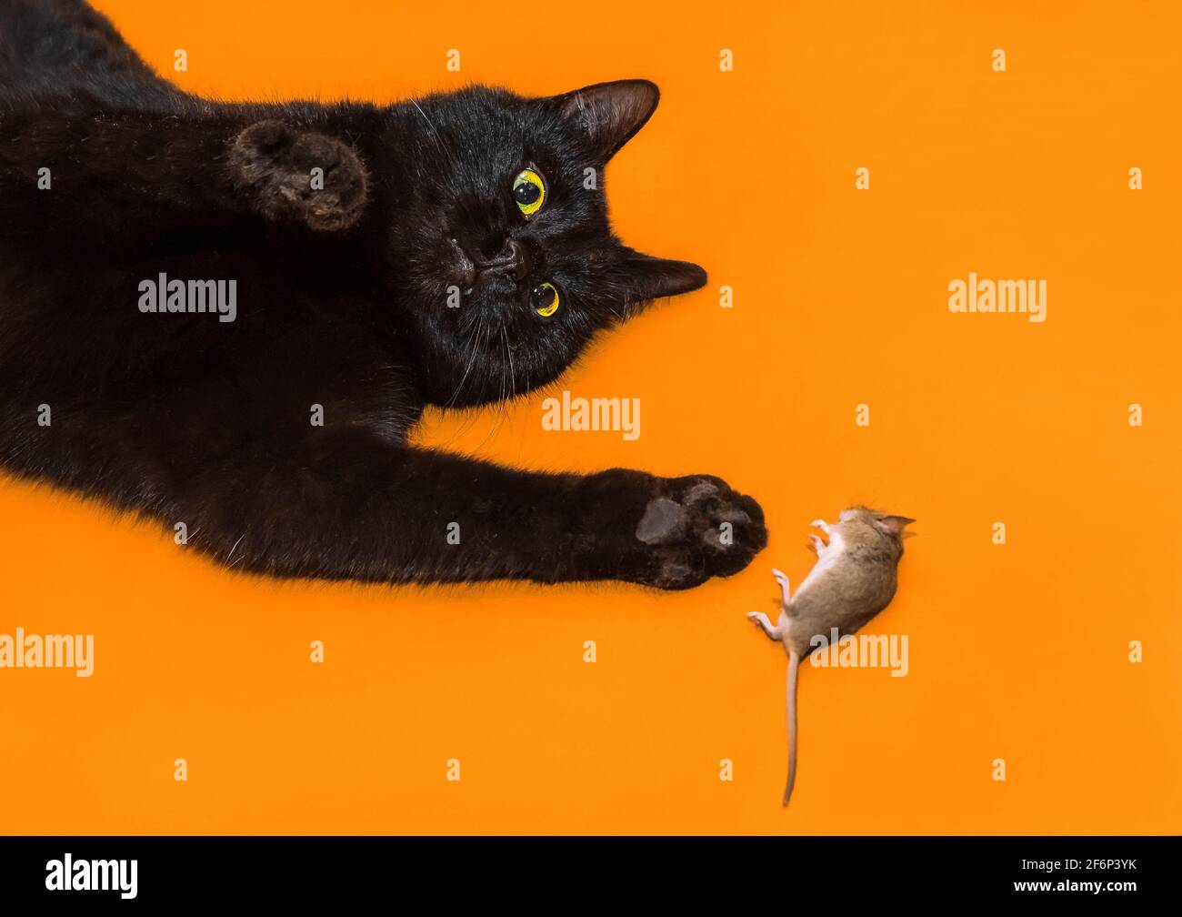 Cat watching mouse hi-res stock photography and images - Alamy