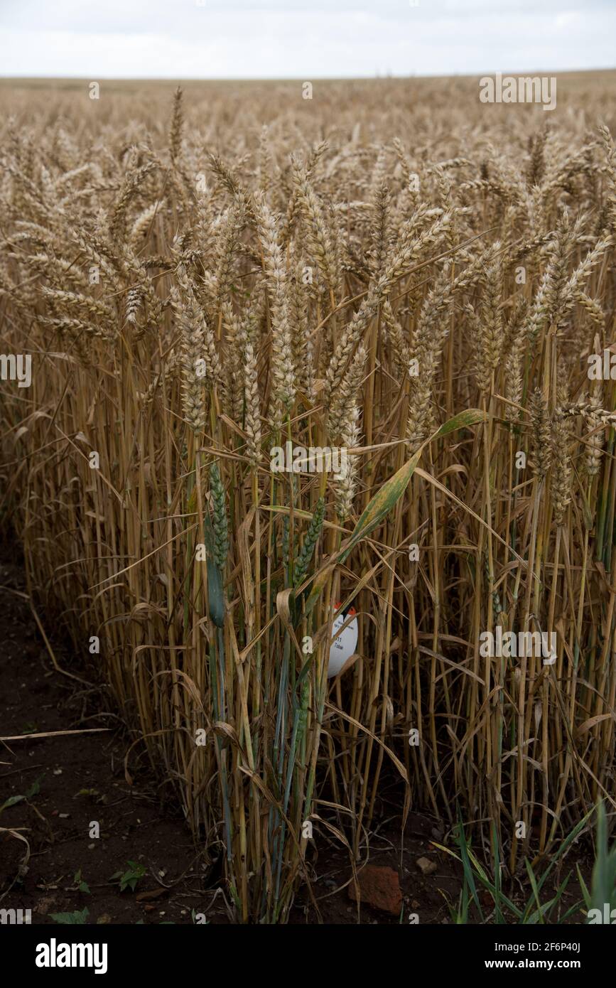 Seed corn plots hi-res stock photography and images - Alamy
