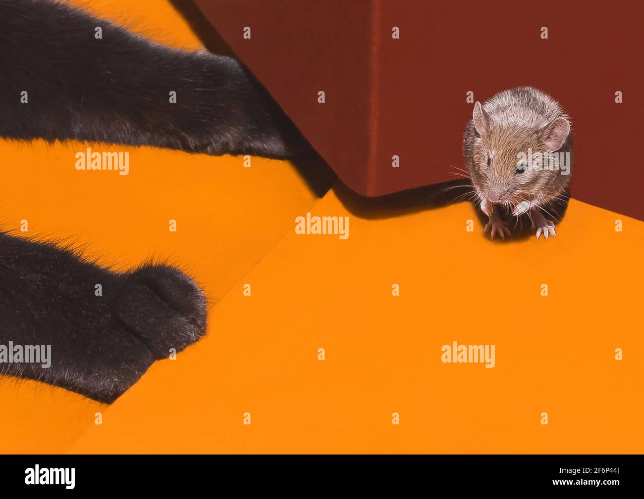 Cornered a mouse hi-res stock photography and images - Alamy