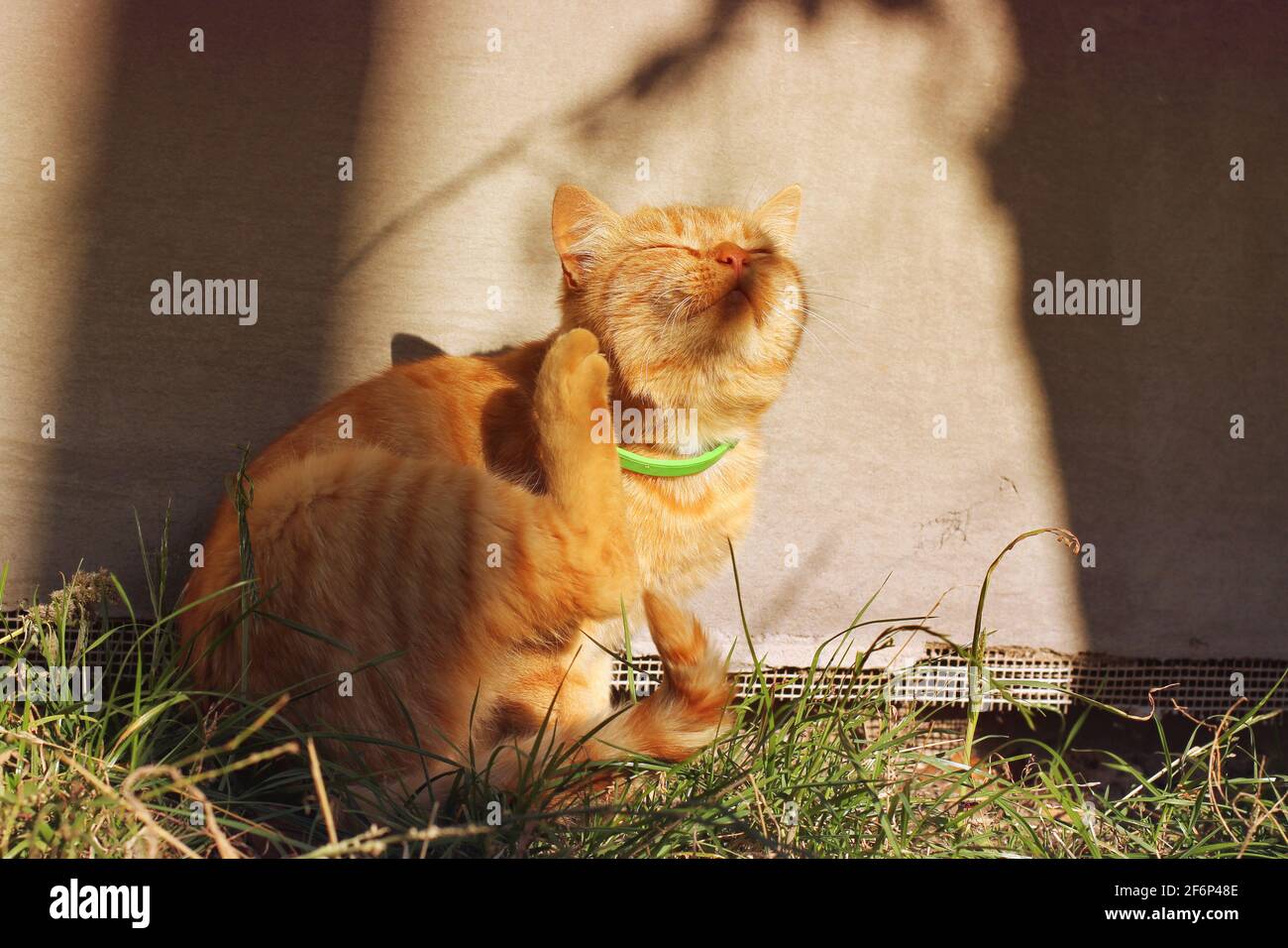 Shining cats hi-res stock photography and images - Alamy