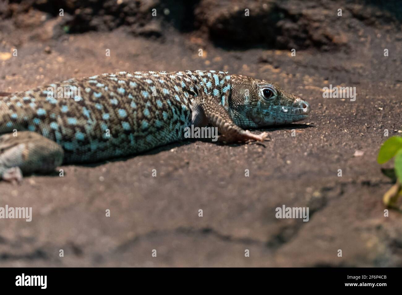 Jayakar lizard omanosaura jayakari hi-res stock photography and images ...