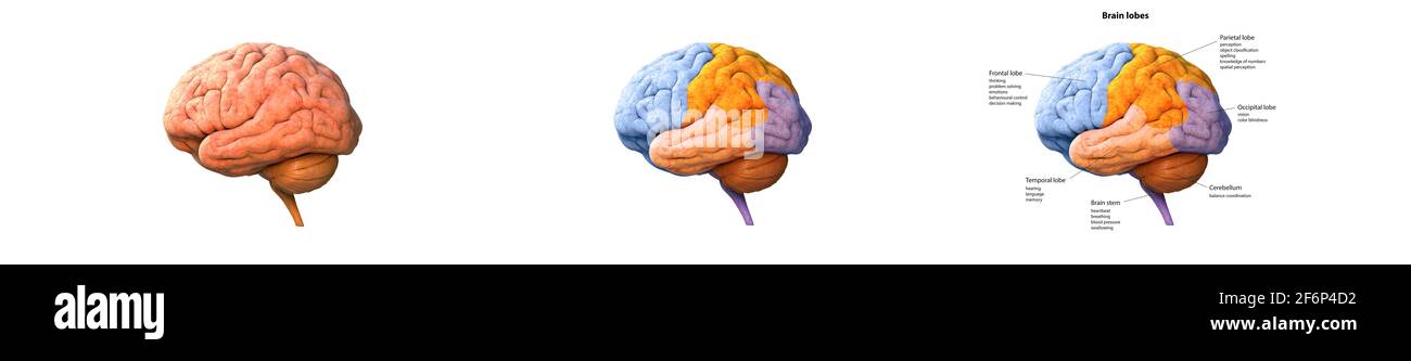 Human Brain, The Brain, section of the brain, Anatomy of brain, Anatomy ...