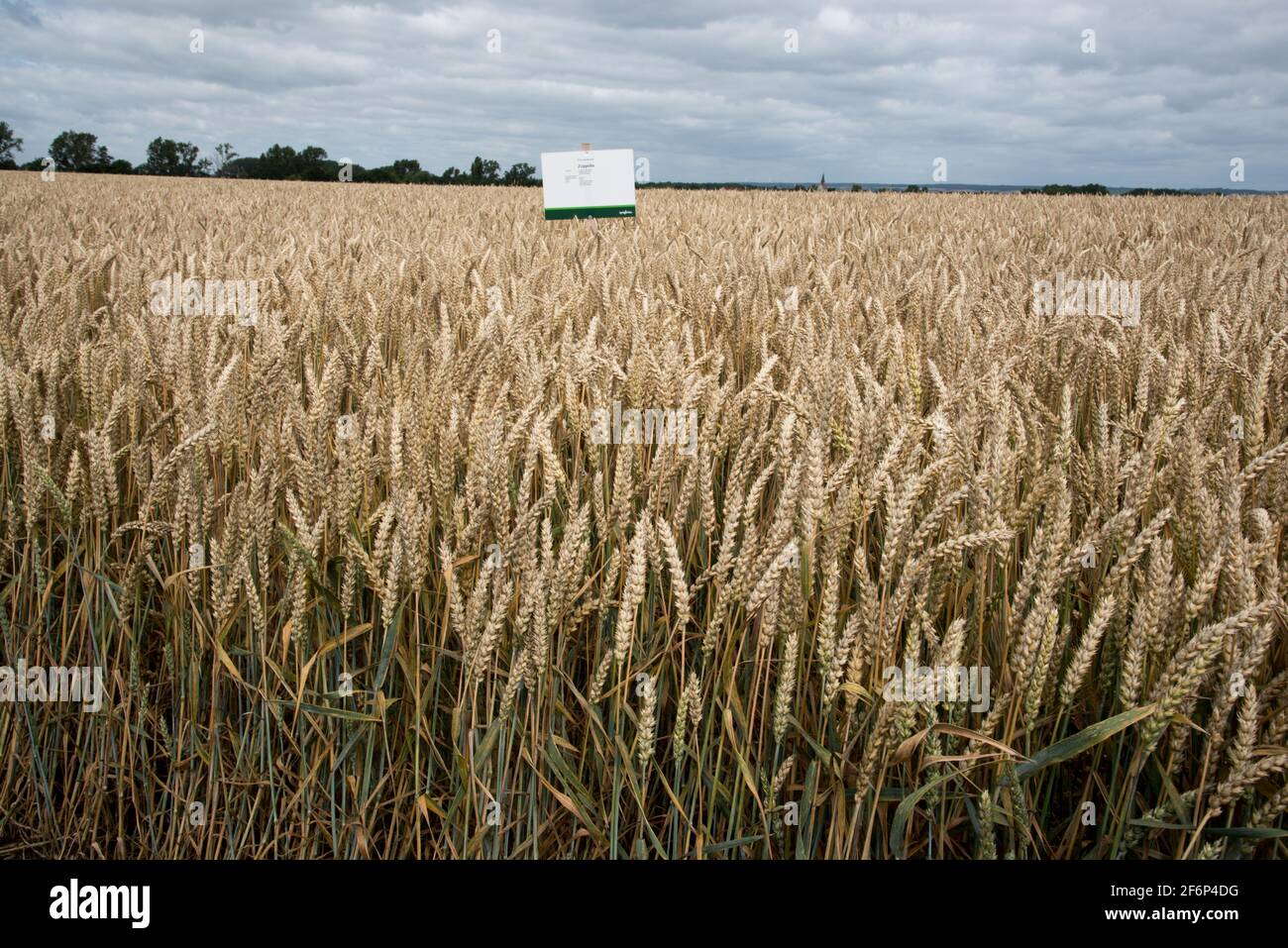 To establish a new wheat variety breeding facilites cultivate the best ...