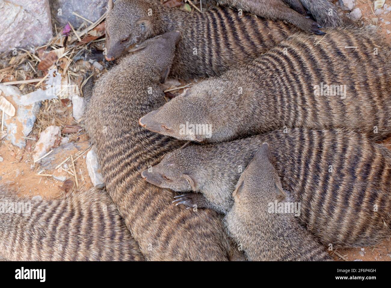 Group of Egyptian mongoose (Herpestes ichneumon), also known as ...