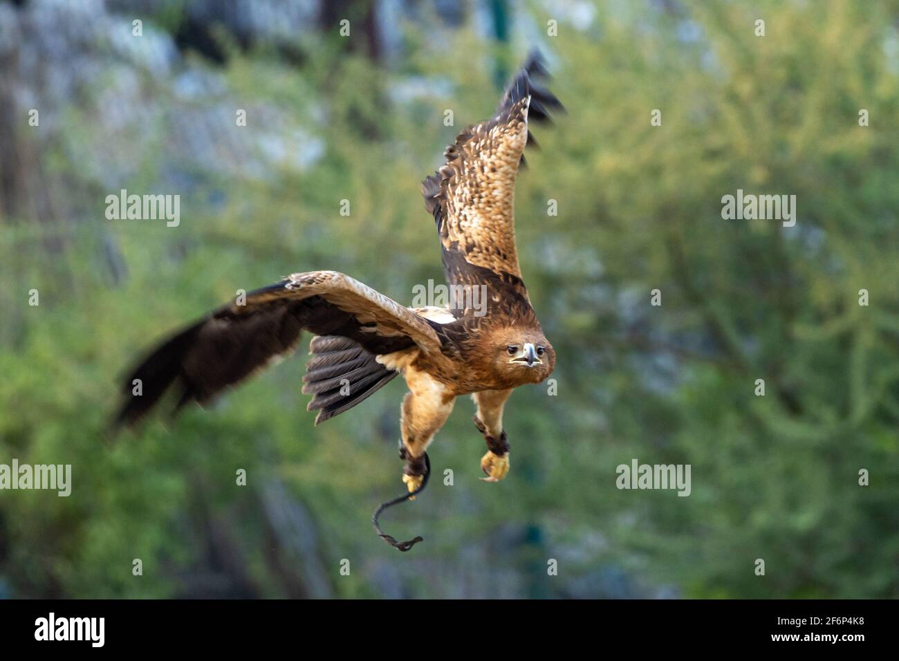 Eagle flying through trees hi-res stock photography and images - Alamy