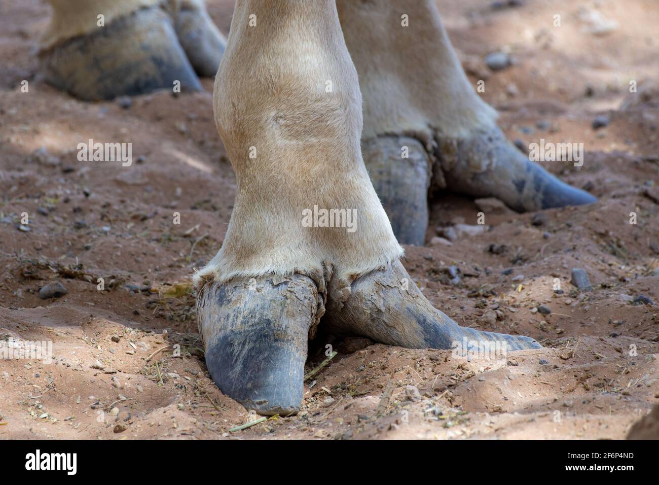 A close up of a giraffe (giraffa) foot in the sunshine in Africa Stock ...