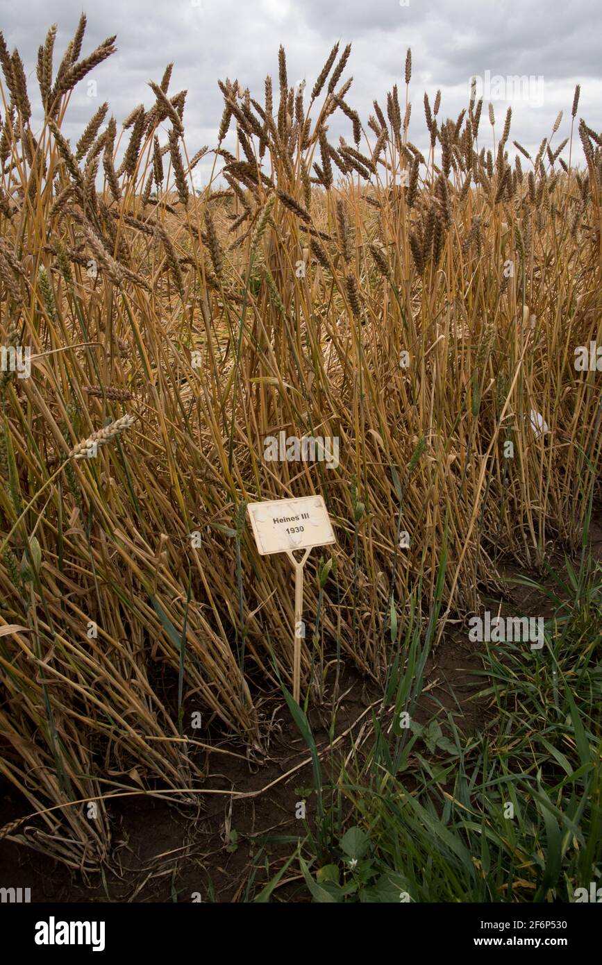 To establish a new wheat variety breeding facilites cultivate the best ...