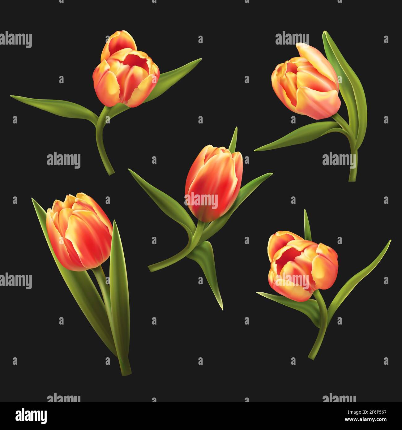 Five colorful tulips isolated on black background. Vector illustration ...
