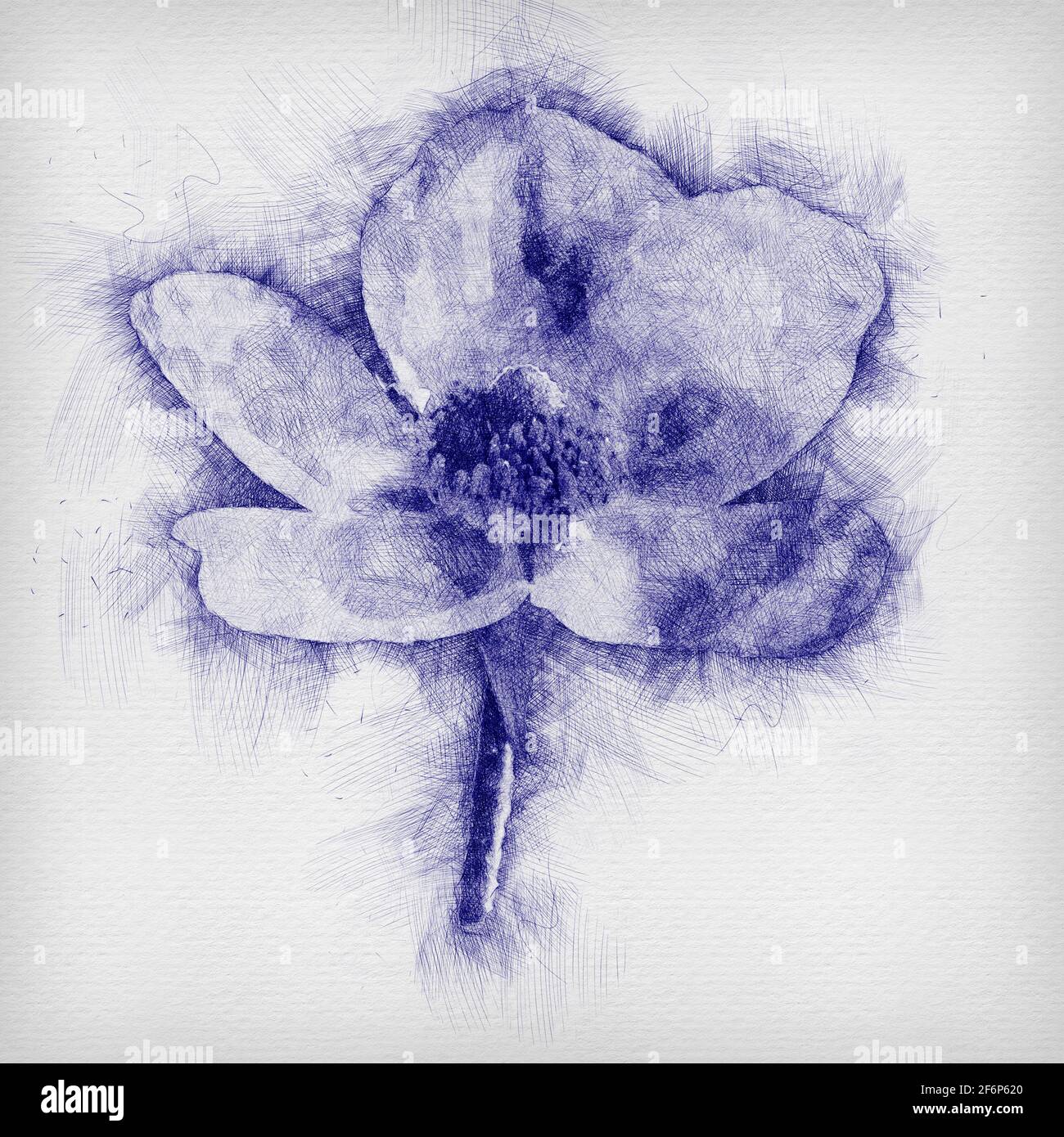 Digitally enhanced image of a yellow Ranunculus asiaticus, the Persian ...