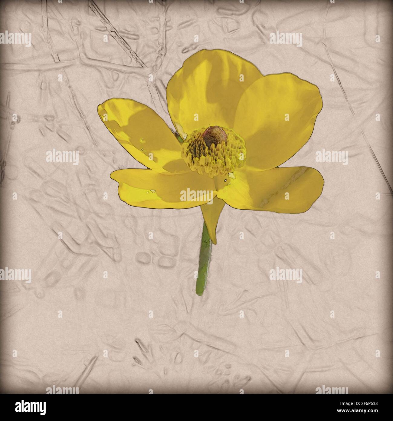 Digitally enhanced image of a yellow Ranunculus asiaticus, the Persian ...