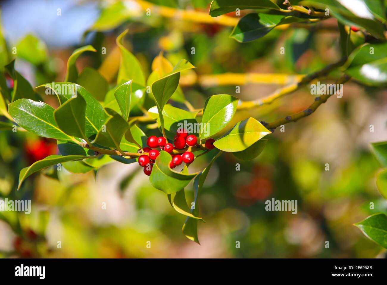 Red berries on trees hi-res stock photography and images - Alamy