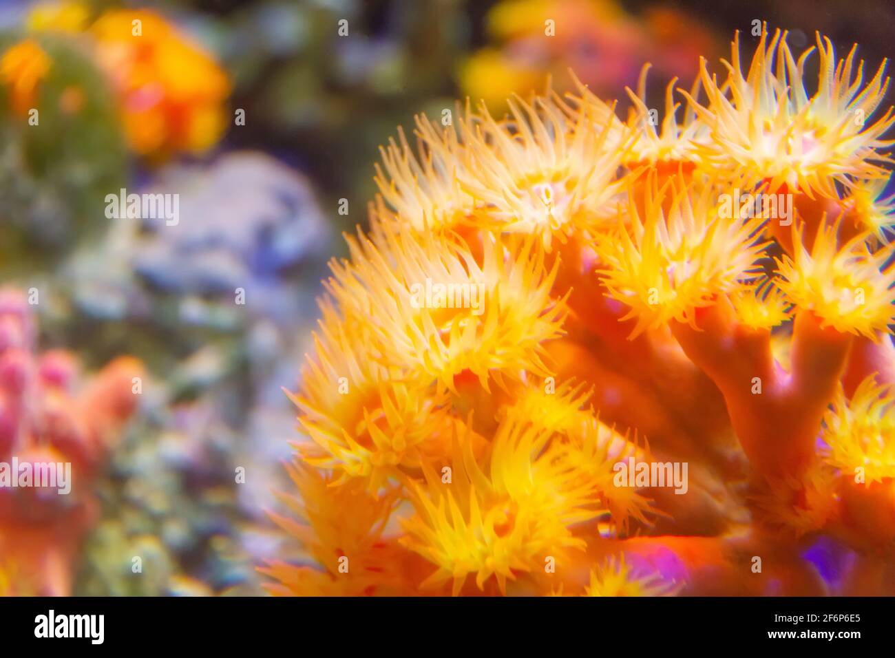 Stinging cells hi-res stock photography and images - Alamy