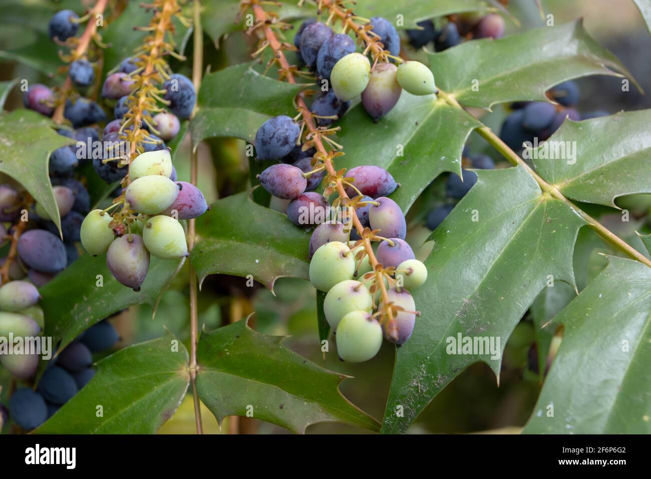 Mahonia x media branches with ripe and green berries and leaves Stock ...