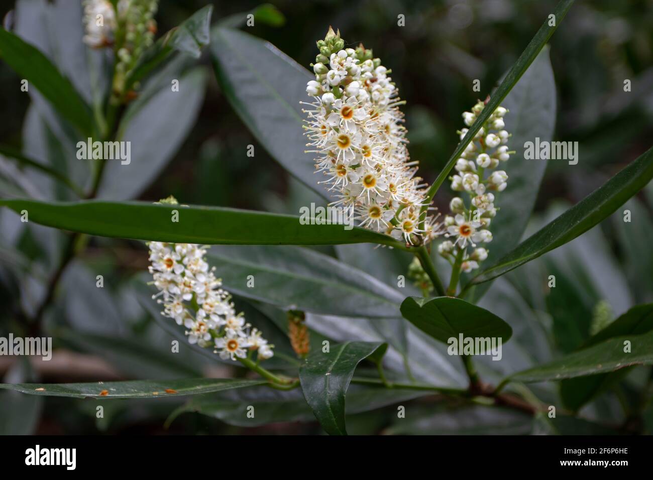 Prunus laurocerasus common laurel cherry laurel hi-res stock ...