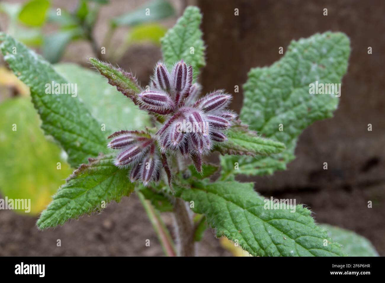 Borago or borage plant with fluffy buds and leaves. Cucumber herb Stock ...