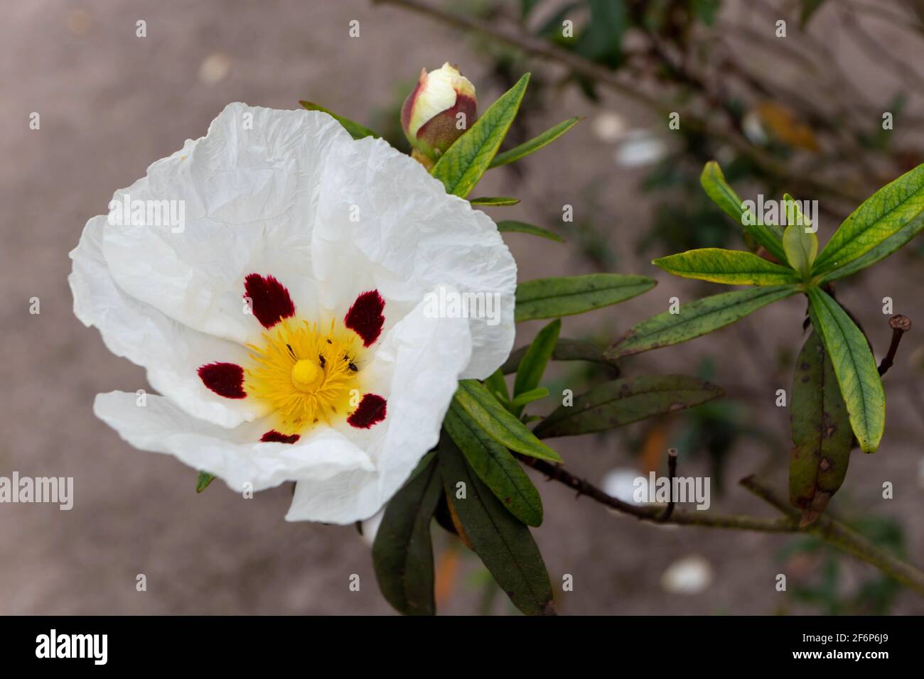 Cistus ladanifer or labdanum or gum rockrose flowering plant Stock ...