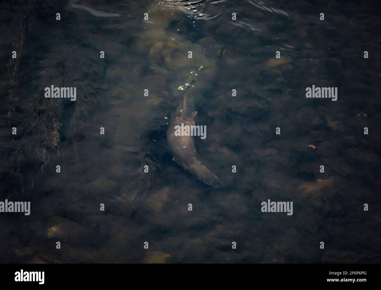 Hunting pollution hi-res stock photography and images - Alamy