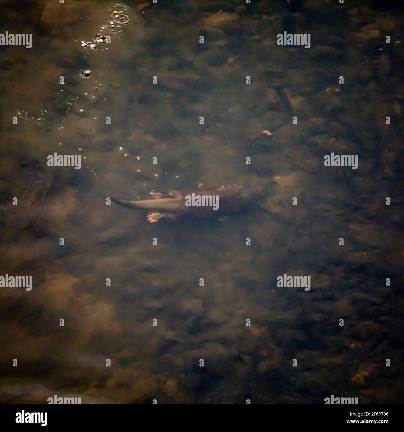 Hunting pollution hi-res stock photography and images - Alamy