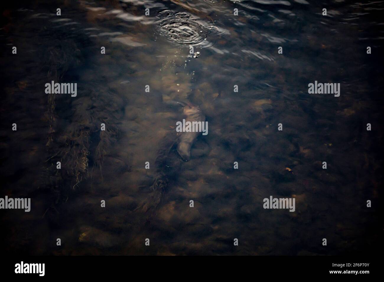 Hunting pollution hi-res stock photography and images - Alamy