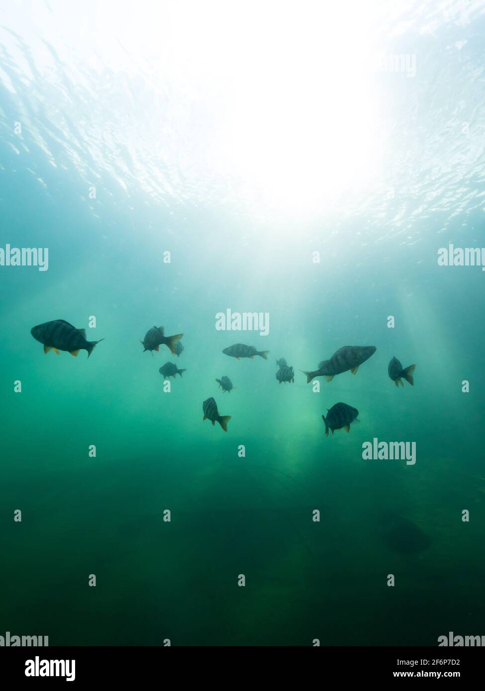 School fish light hi-res stock photography and images - Alamy