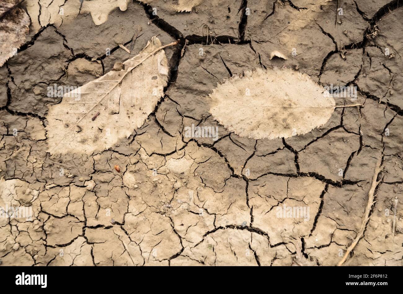 Dry soil, cracked muddy ground, dried mud with cracks and leaves, flat ...